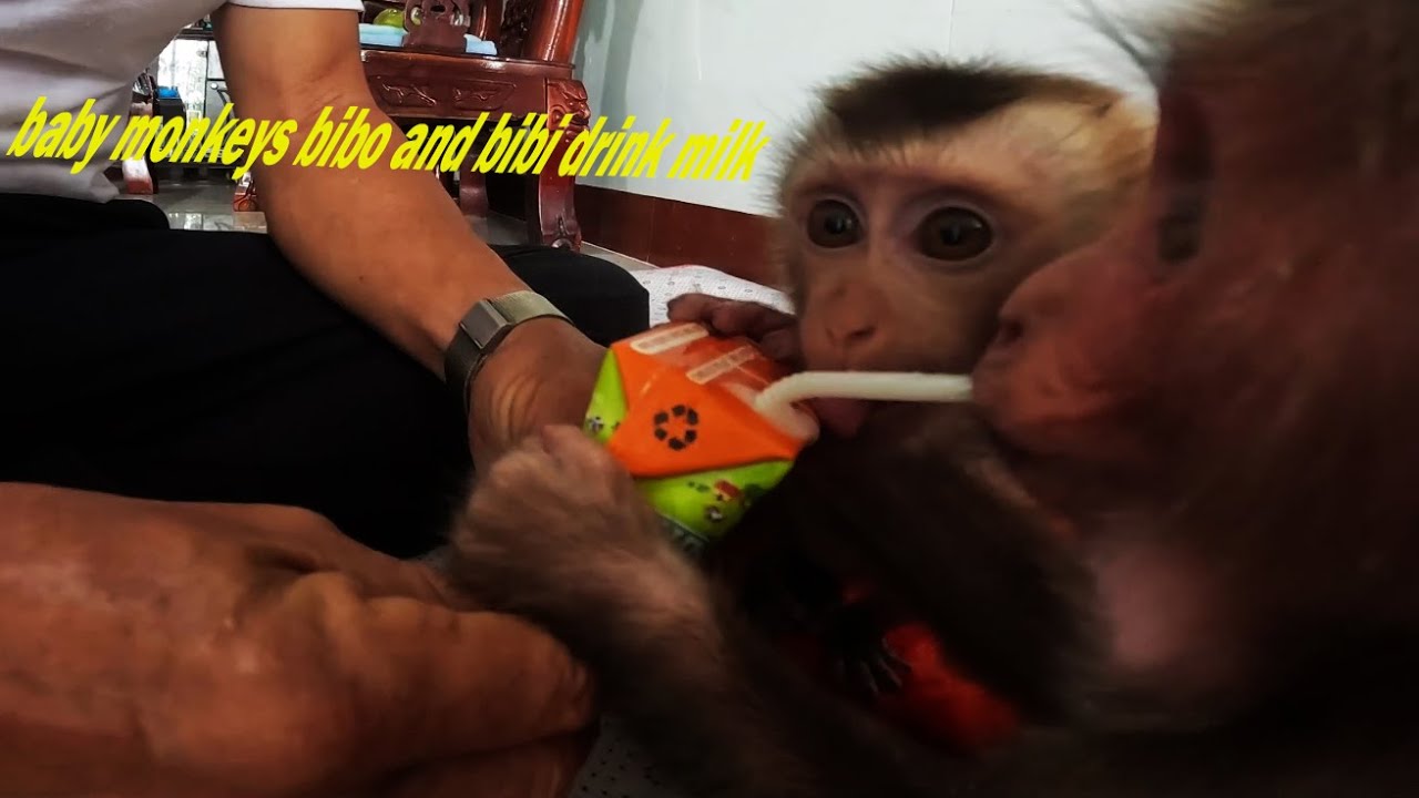 Dad feeds and drinks baby monkeys - YouTube