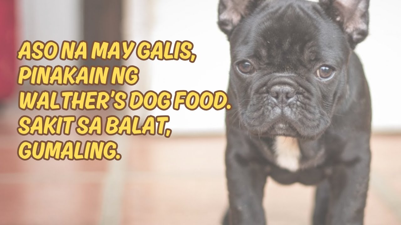 Aso na may Galis, Pinakain ng Walther’s Dog Food. Sakit sa Balat ...