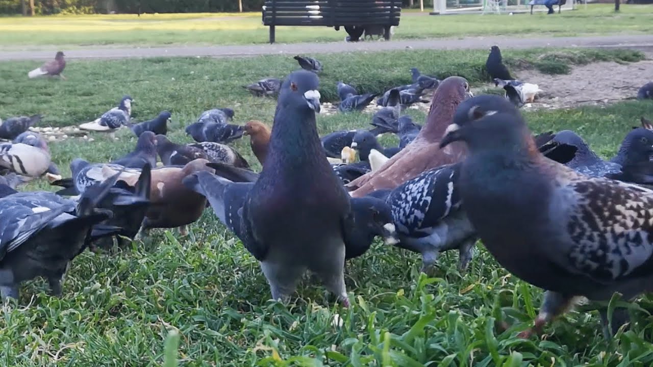Using Avitrol on Pigeons - YouTube