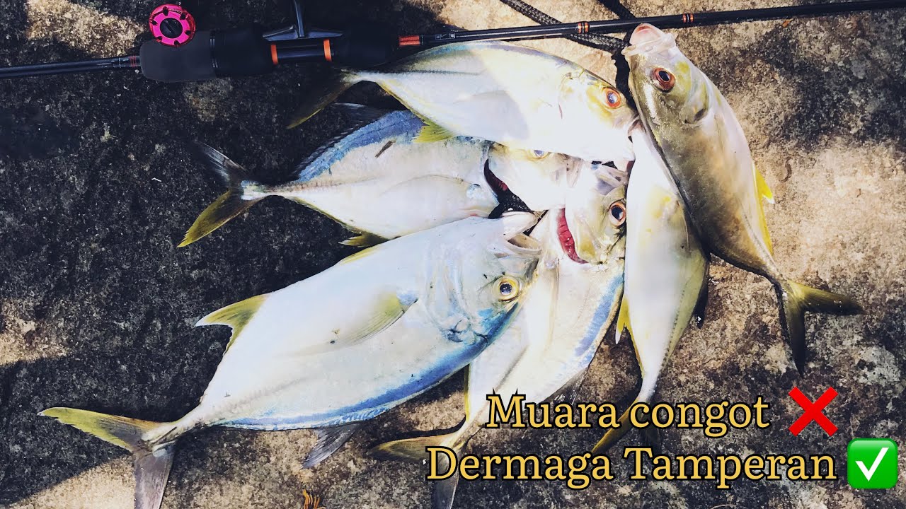 Casting pinggiran pantai, panen baby giant travely. Dermaga lawas ...