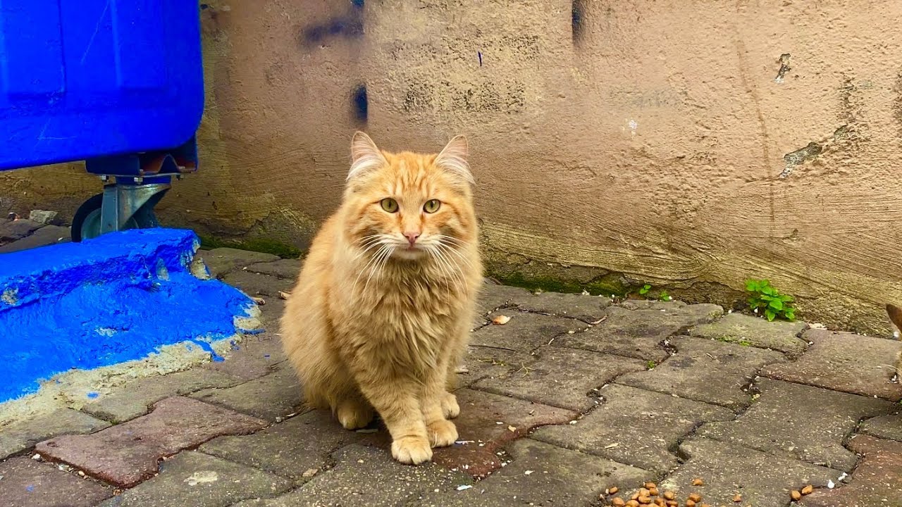 I have never seen such a beautiful yellow Cat. These cats are so ...