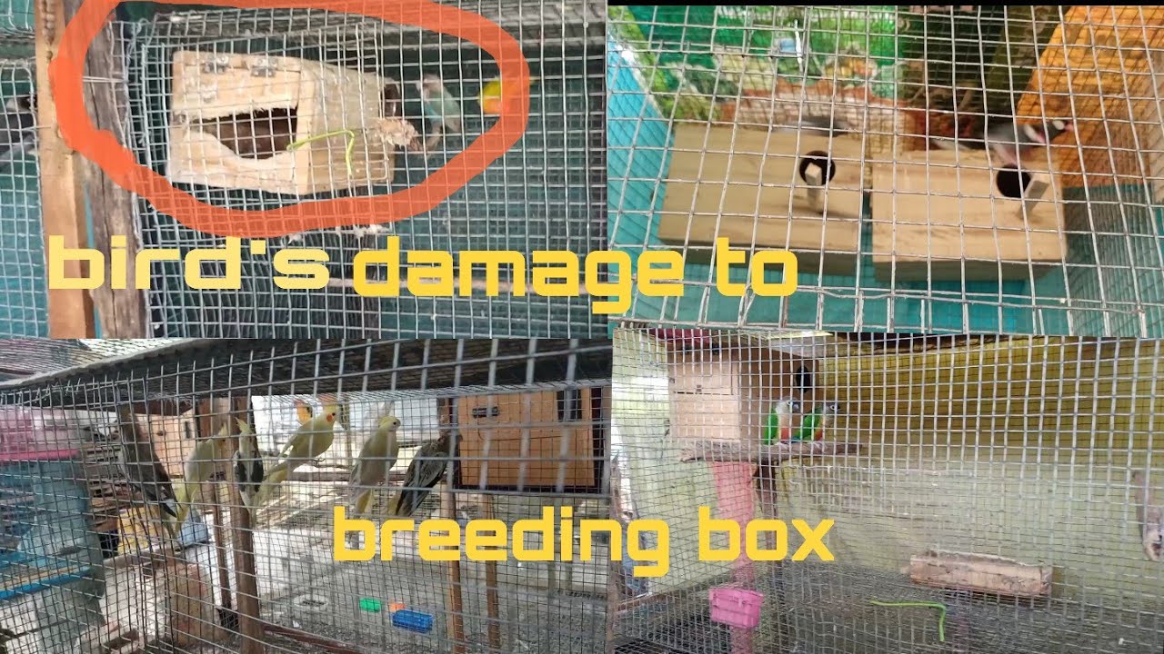 birds damage to breeding box & update - YouTube