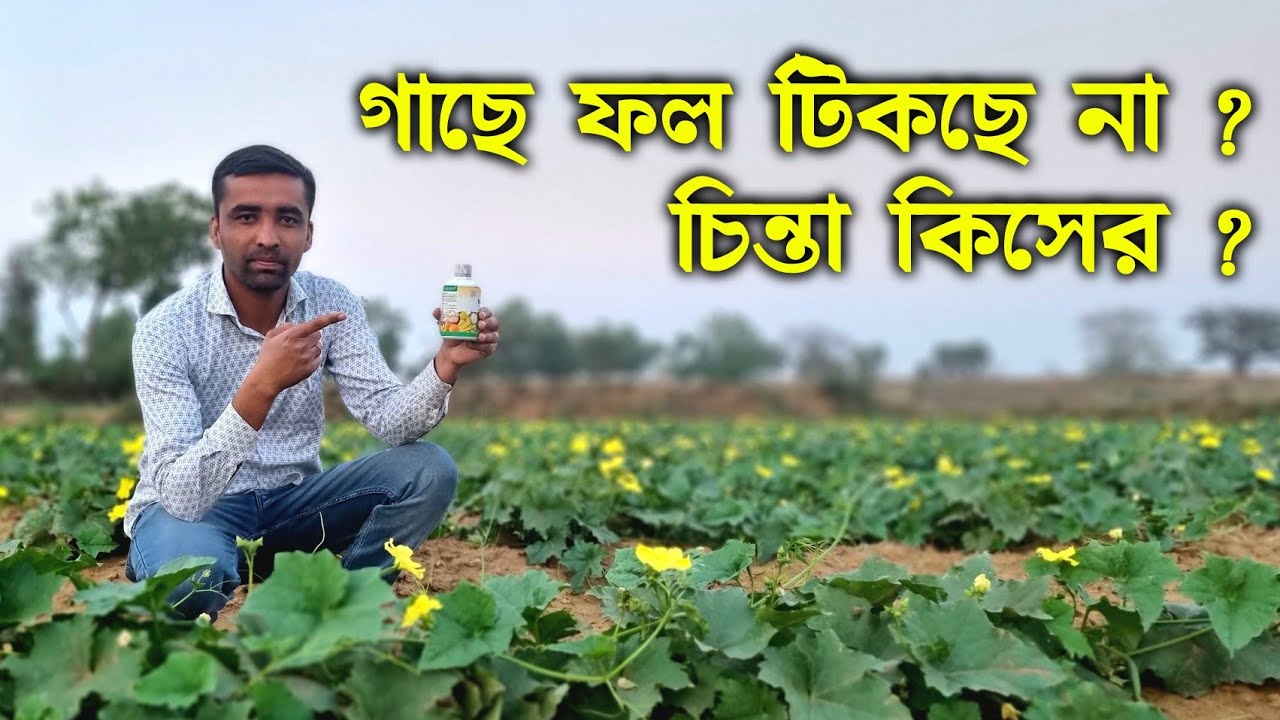 ফল গাছে ও সব্জিতে ফুল, ফল ও ফলনের পরিমান বাড়াবেন কিভাবে? ফল ঝরা ...