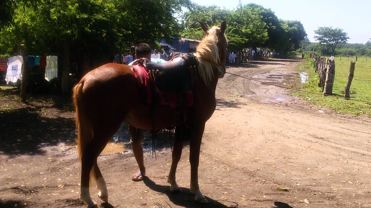 Domando caballo en Venecia - YouTube