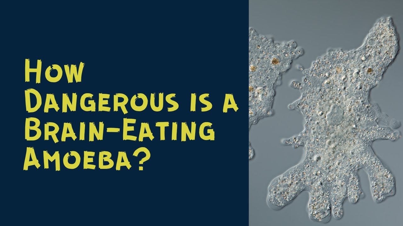 How Dangerous Is a Brain-Eating Amoeba? - YouTube