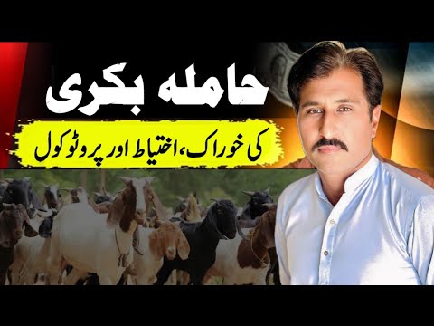 feed and care of pregnant goats||hamla bakrion ki khurak or ihtiyat ...