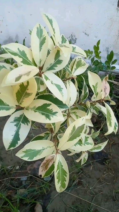 Verigated Ficus/ How to grow verigated ficus plant# shorts - YouTube