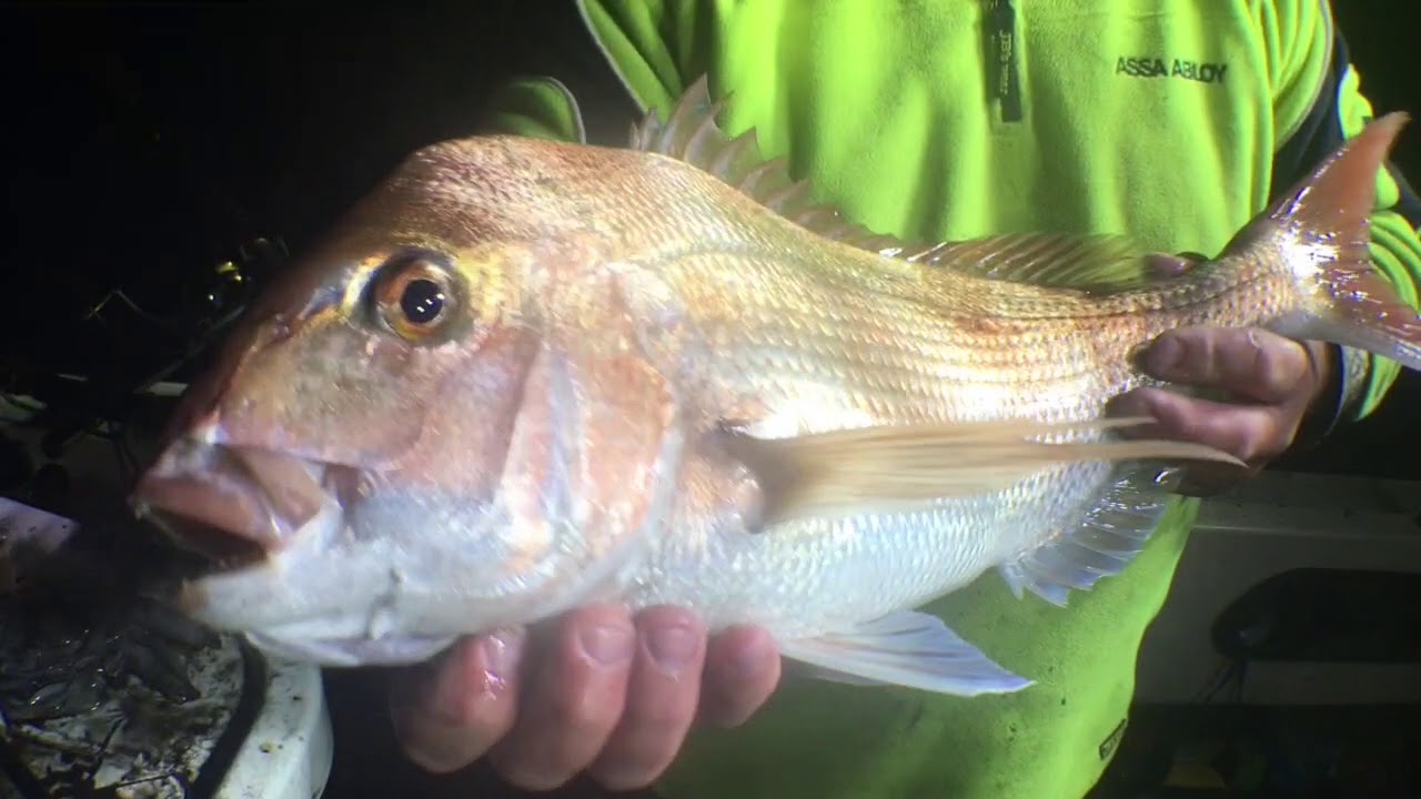 Snapper and Gummy shark from the Corals in Westernport - YouTube