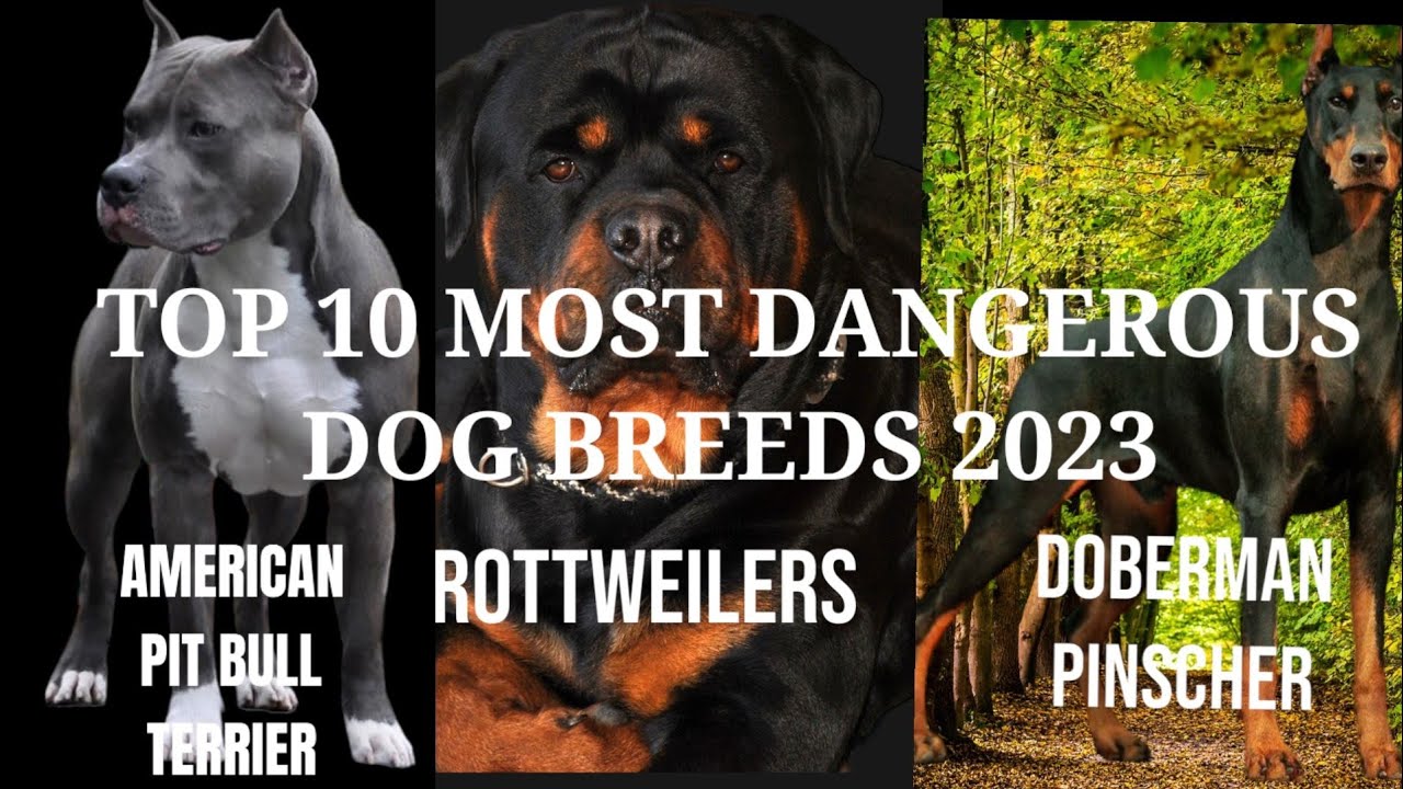 Top 10 Attack Dog Breeds