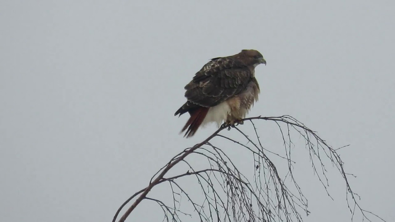 Fluffy red tailed hawk - YouTube
