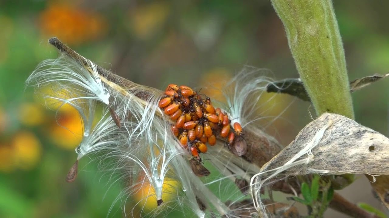 Milkweed bug nymphs molt into adults - YouTube