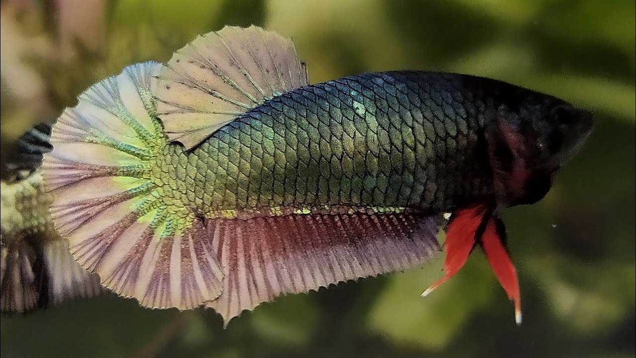 Ikan Cupang Copper Red HMPK Betina - YouTube