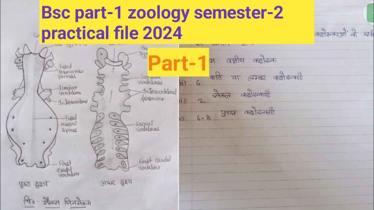 Bsc part-1 zoology semester-2 practical file 2024 || zoology 1st year ...