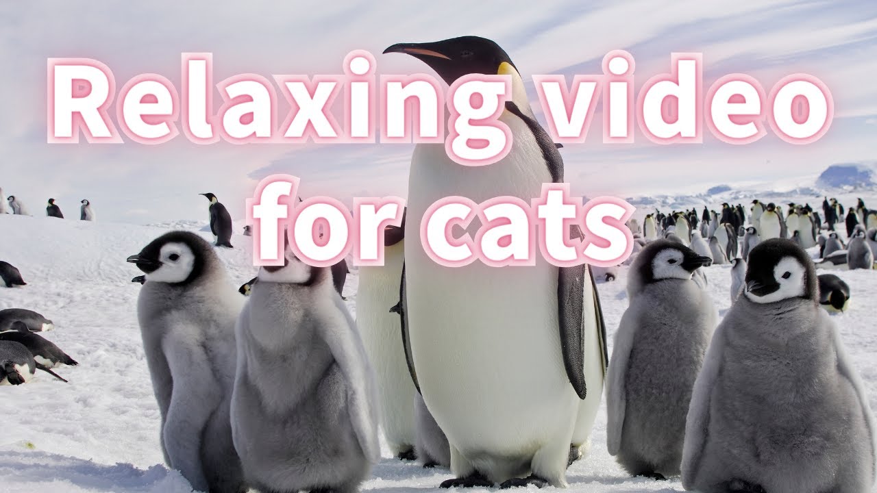 CAT TV 】7Hrs+- Cat purring sounds with relaxing music for cats to watch ...