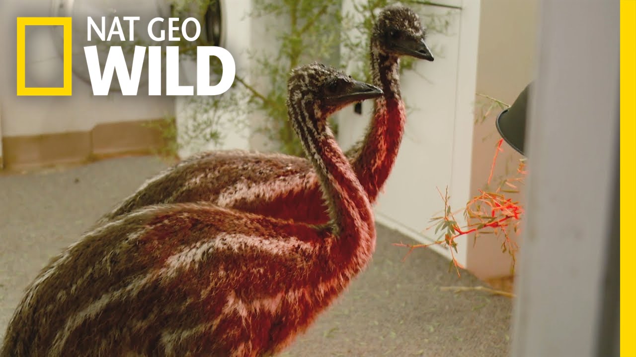 Emus in the House | Kangaroo Dundee - YouTube