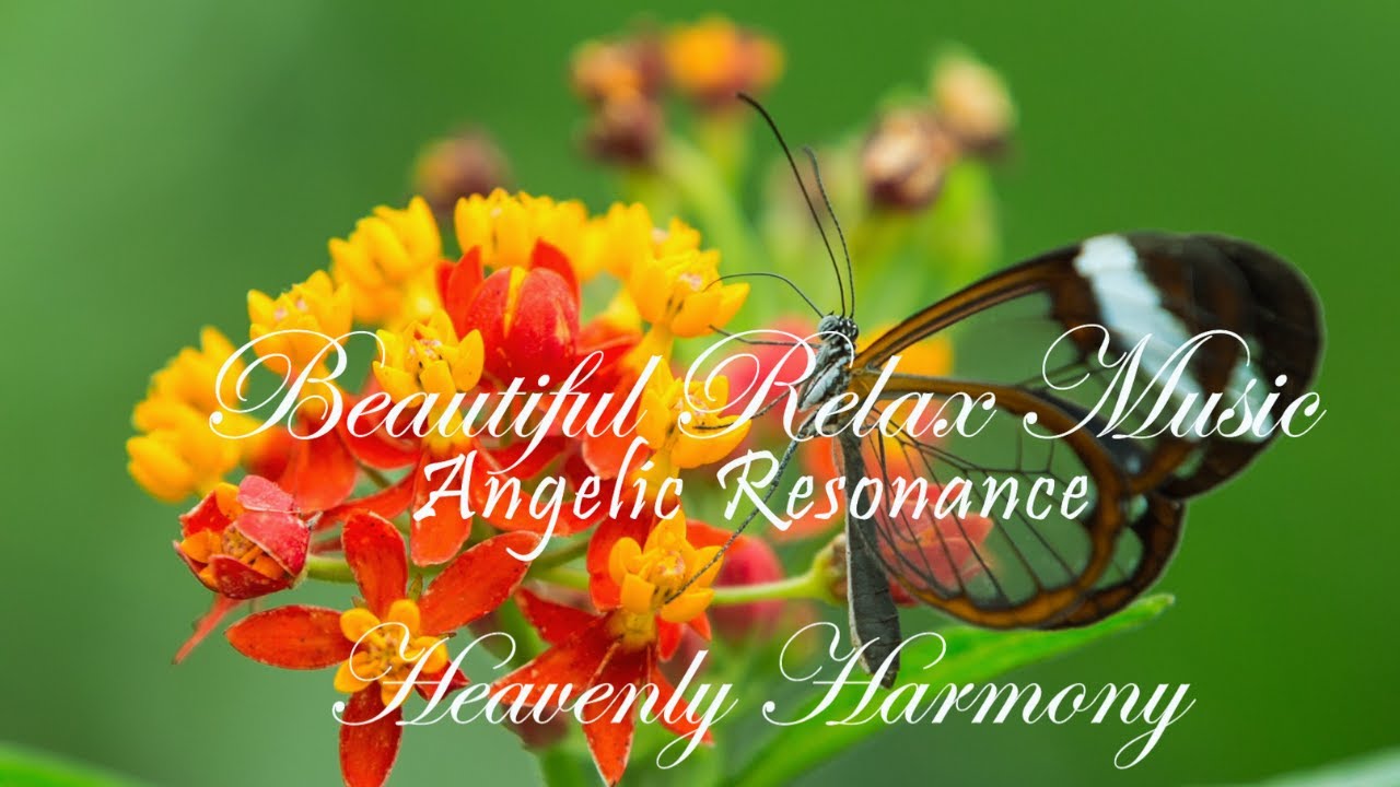 Absolute Relaxation!🕊️Angelic Beautiful Melody (Promote Inner Peace ...
