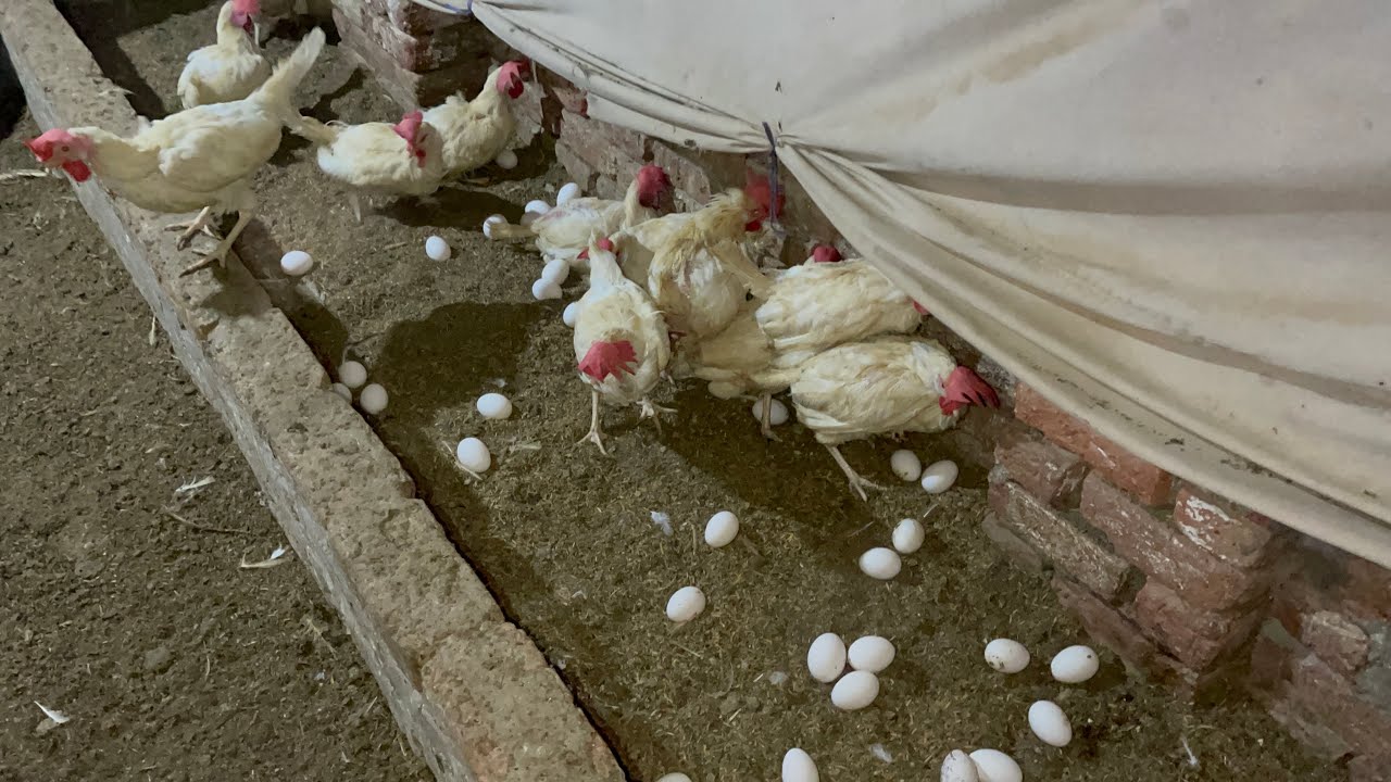 Hen Farming | Hen Farming Business | Hen Farm | Part 238 - YouTube