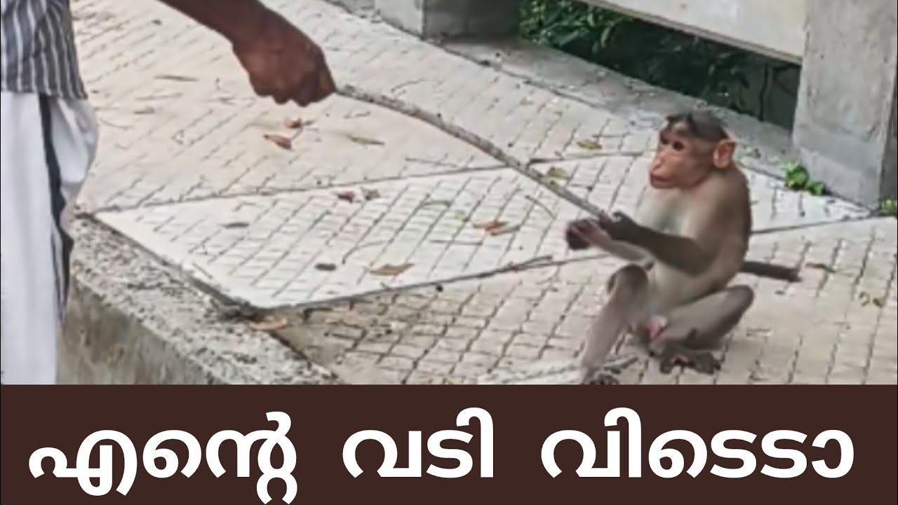 Naughty monkey vs man. Funny monkey. Macaca. Macaque. Monkey. Bandar ...
