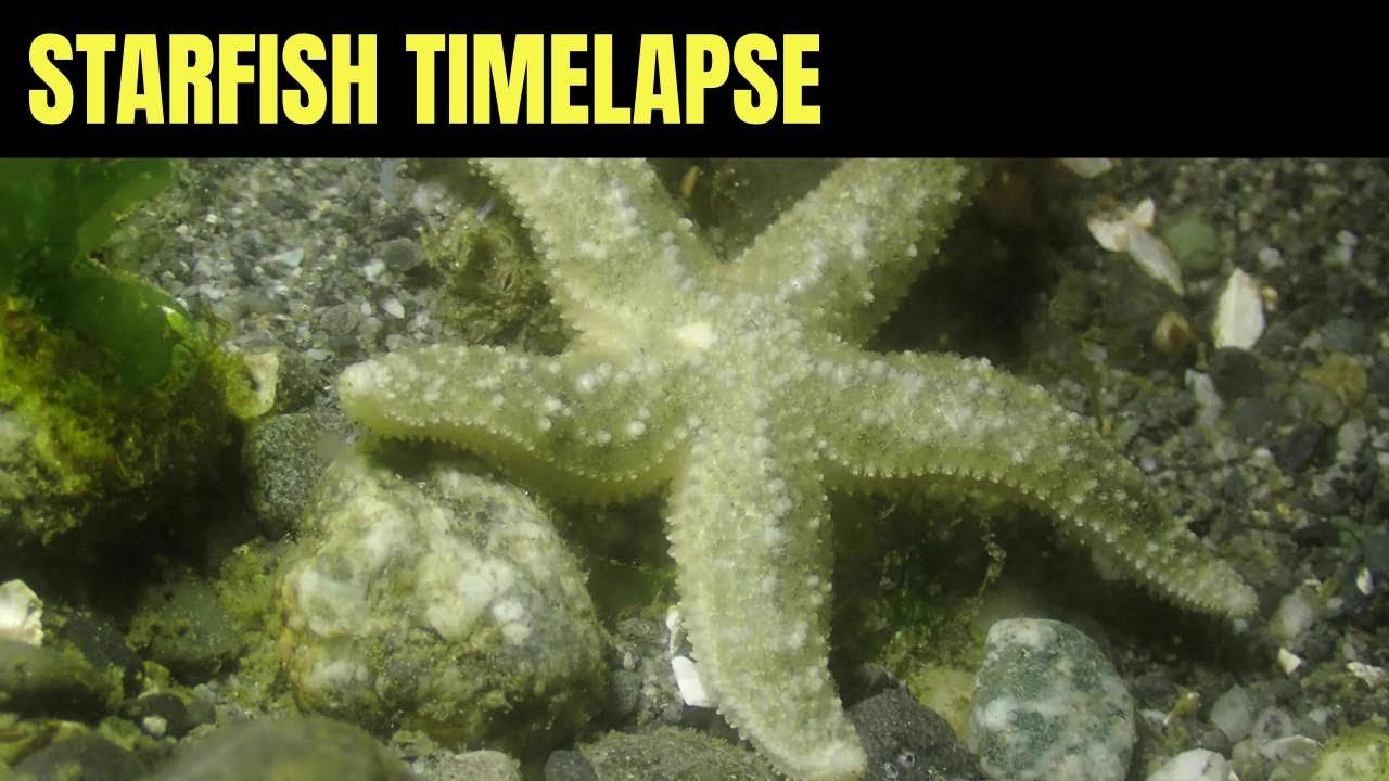 Starfish On The Move | Salish Sea Marine Wildlife | Timelapse - YouTube