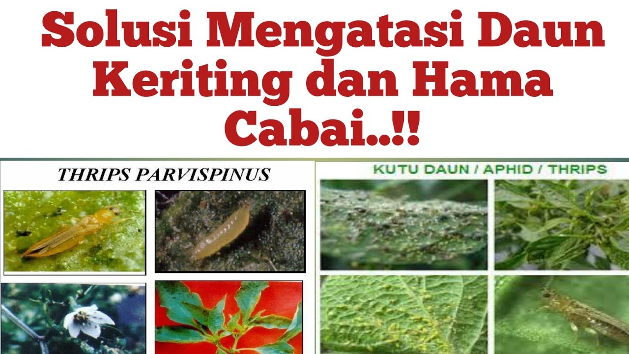Cara Mengatasi Daun Keriting Pada Cabai Panduan Lengkap Anti Gagal