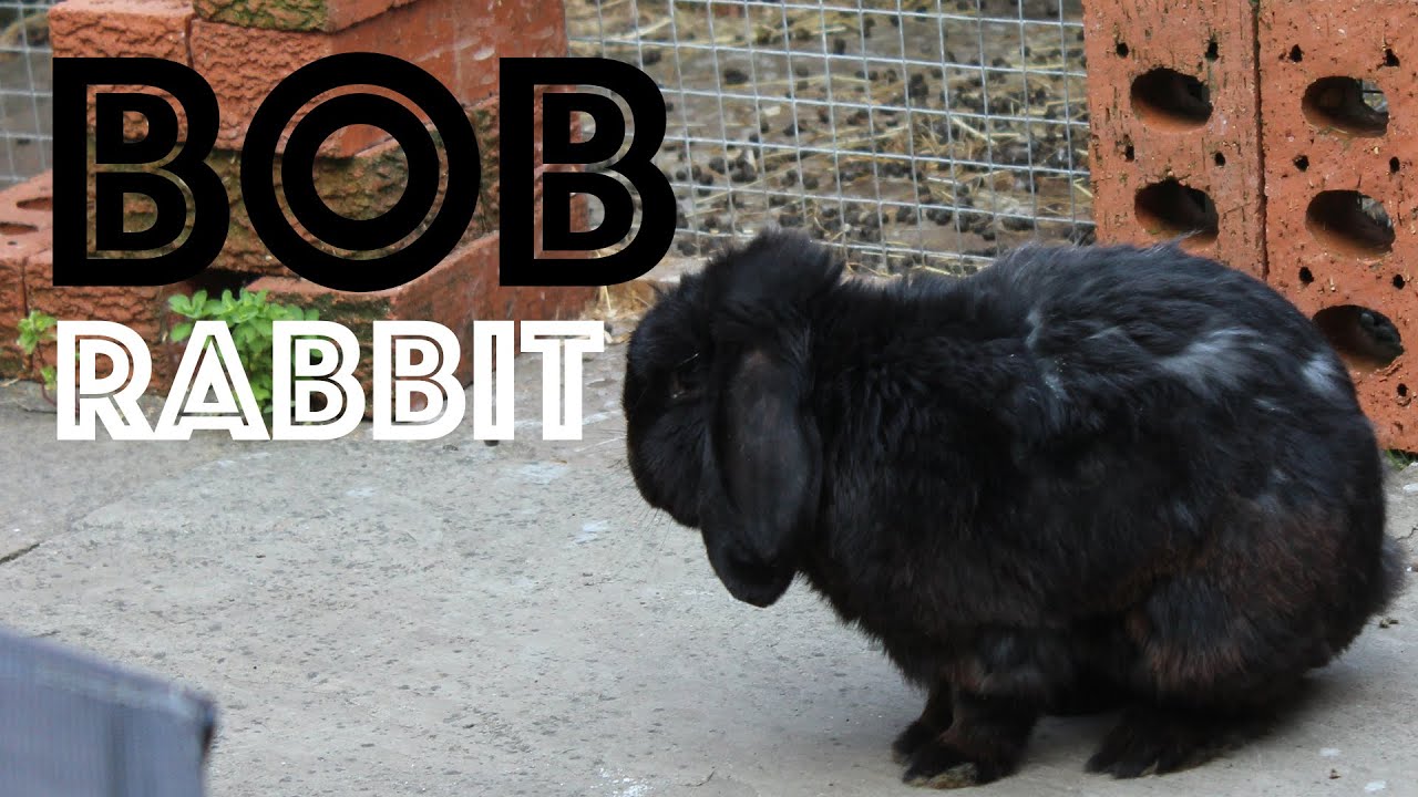 Bob The Rabbit - YouTube