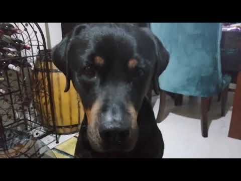 Can'ın Deniz Seki Hayranlığı