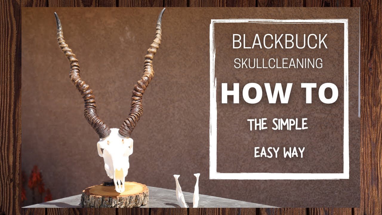 HOW TO CLEAN A BLACKBUCK SKULL - YouTube