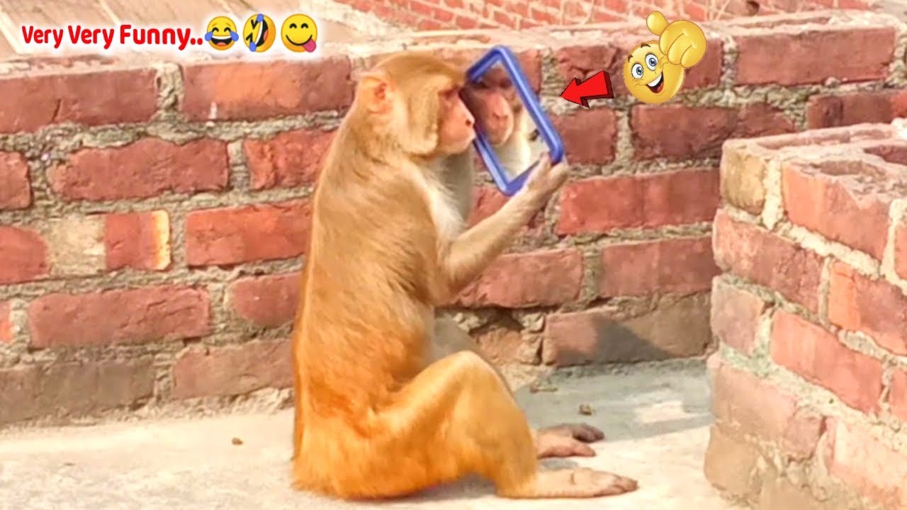 Mirror Prank On Monkeys Hilarious Funny Reactions| You Can't stop ...
