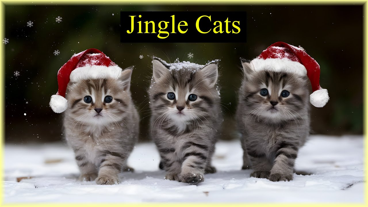 Jingle Cats - Christmas Song 😎🤠 - YouTube