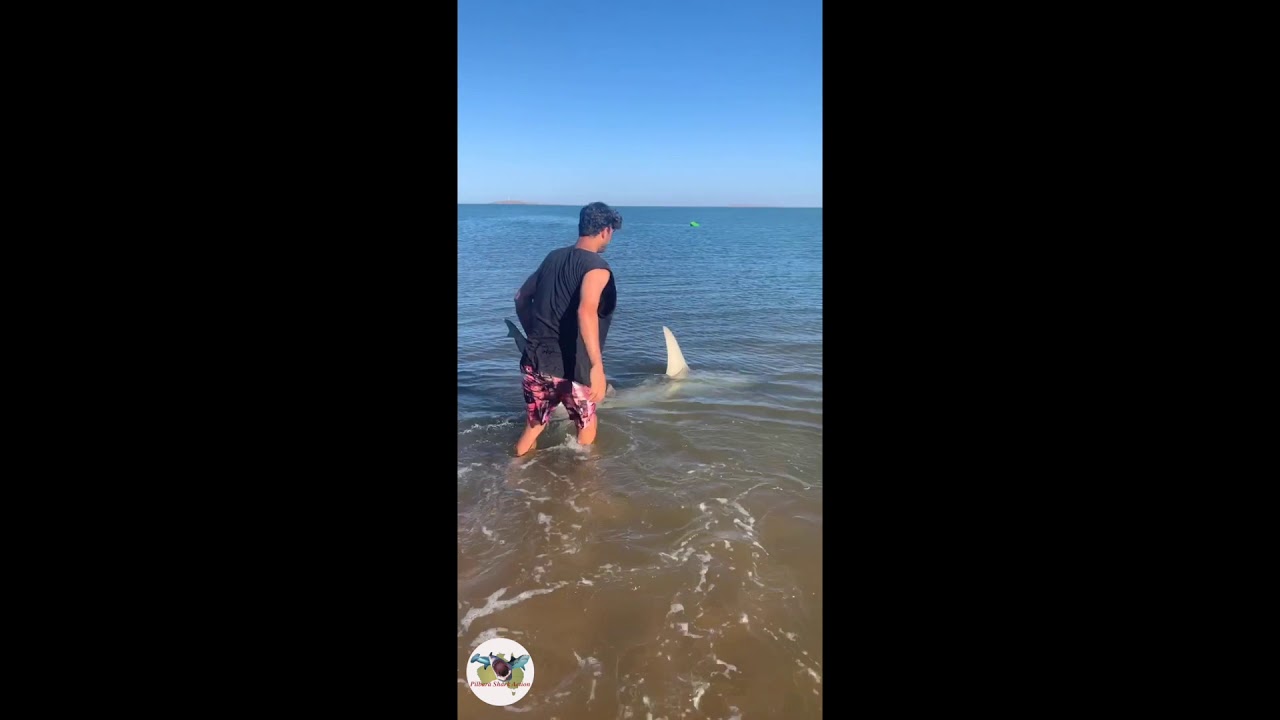 1000 pound "Giant SawFish catch and release", Tiger Sharks!! Amazing ...