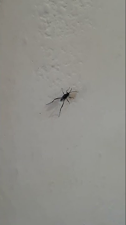 Avispa (Evania appendigaster) - YouTube