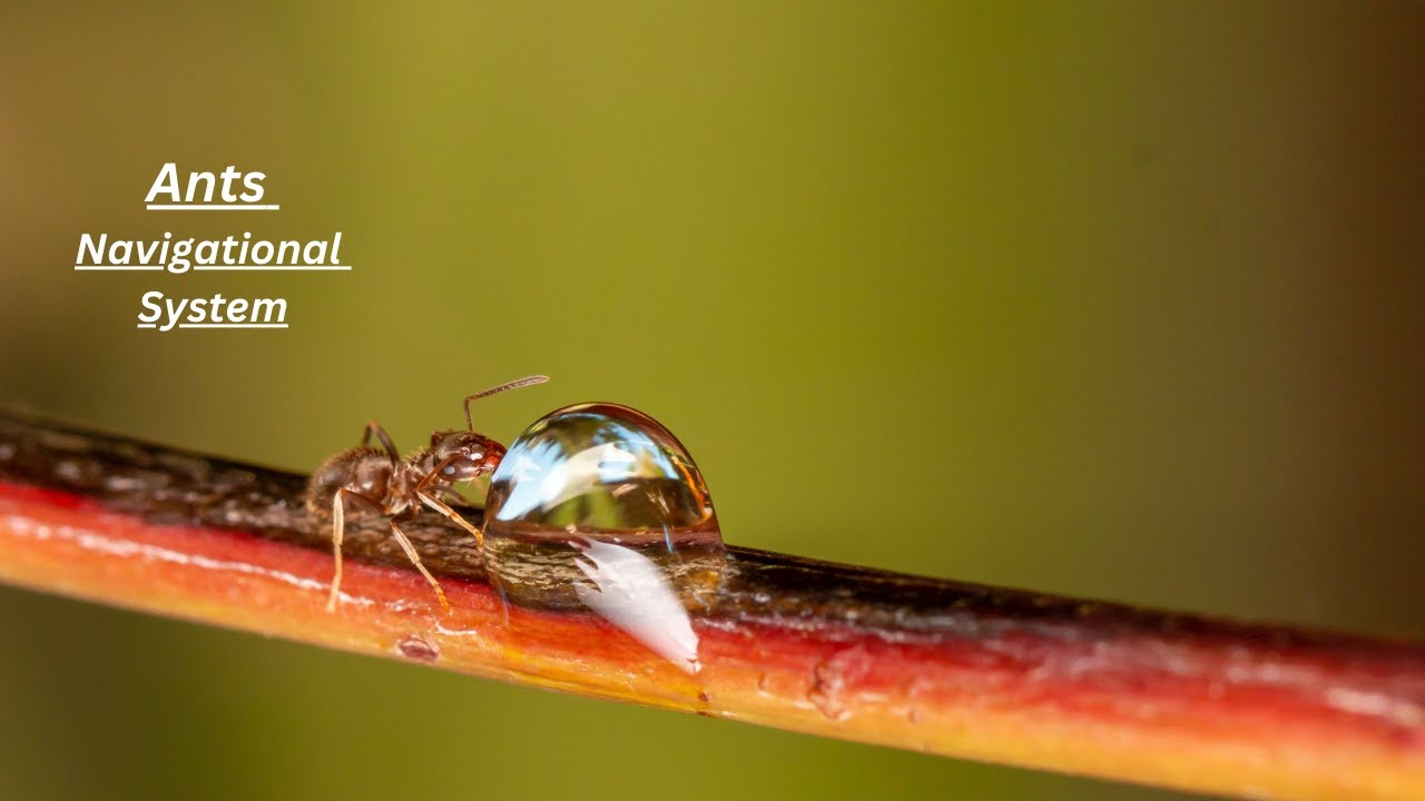 Ants and their Exceptional Navigational System - YouTube