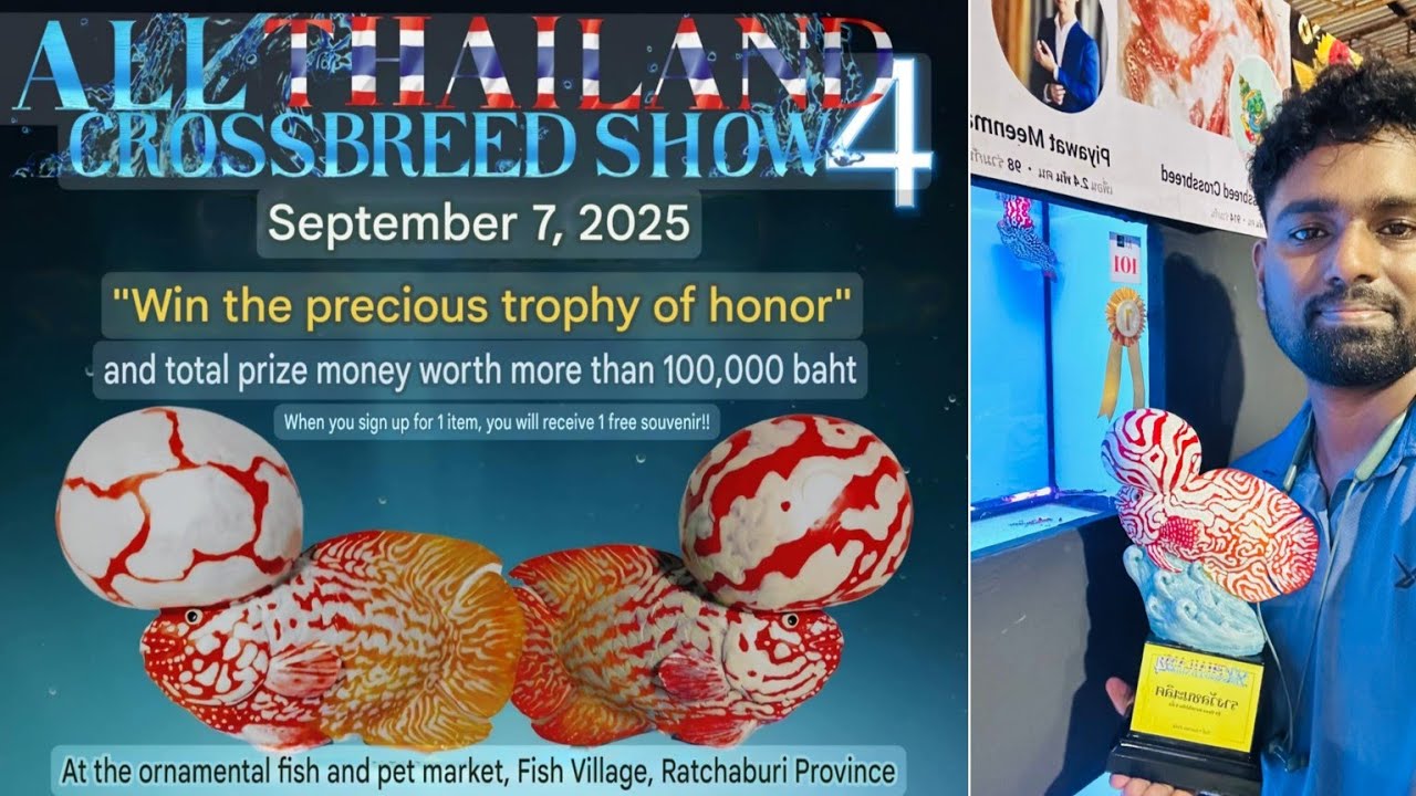 Thailand flowerhorn competition | a showcase of beauty - YouTube