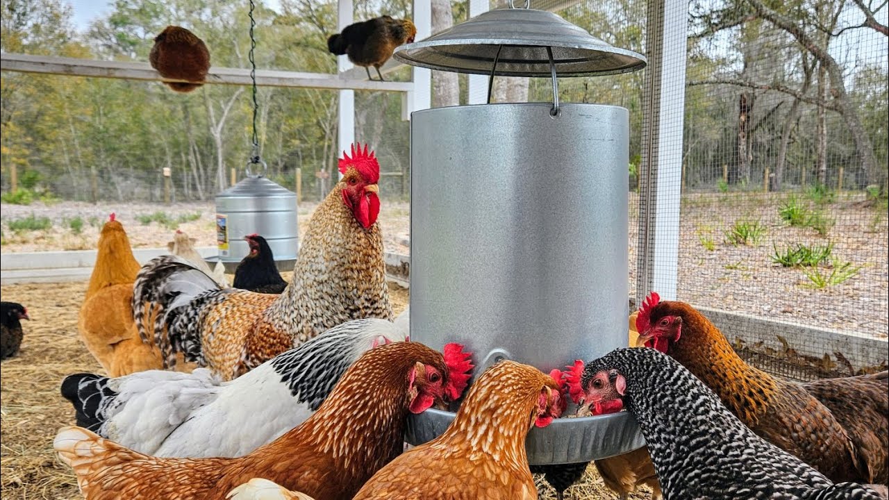Chicken Care: Hanging Feeder & Waterer! - YouTube