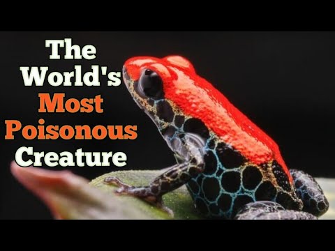 The Insane Biology Of : The Poison Dart Frog - YouTube