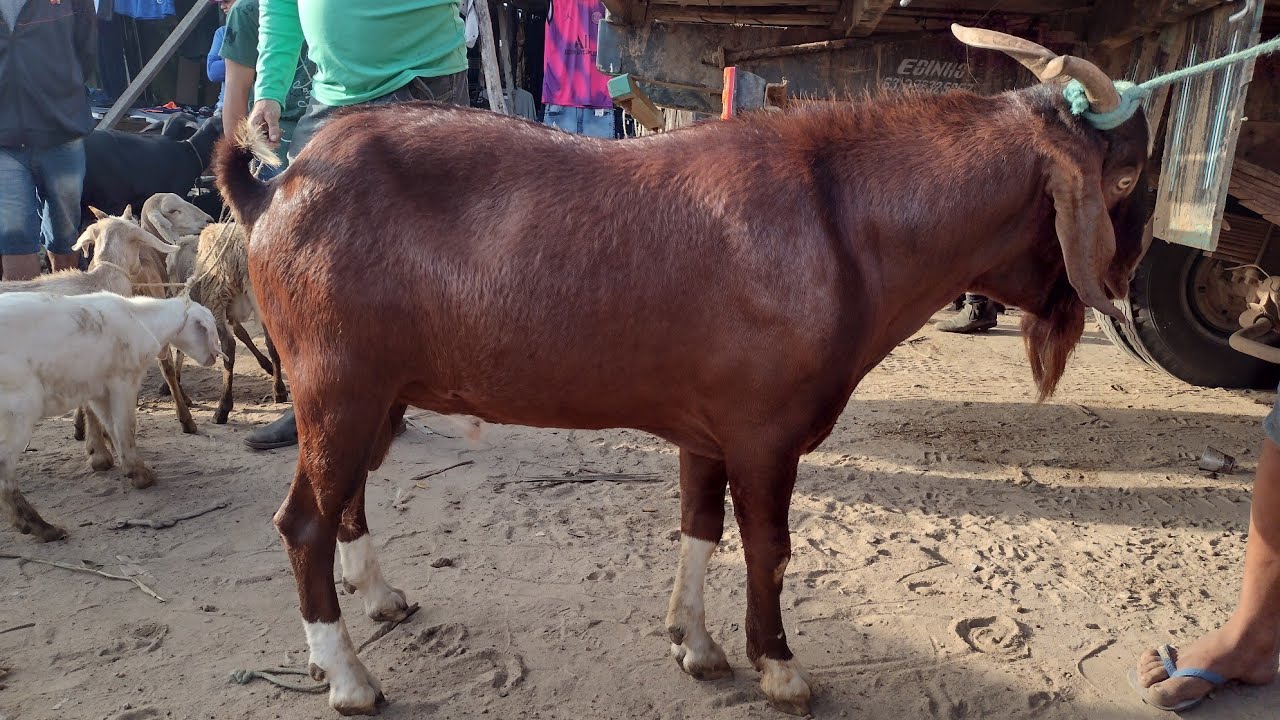 1 SANTA INÊS GIGANTE 1 BOER CHAMAM ATENÇÃO NA FEIRA DE BODE E OVELHA ...