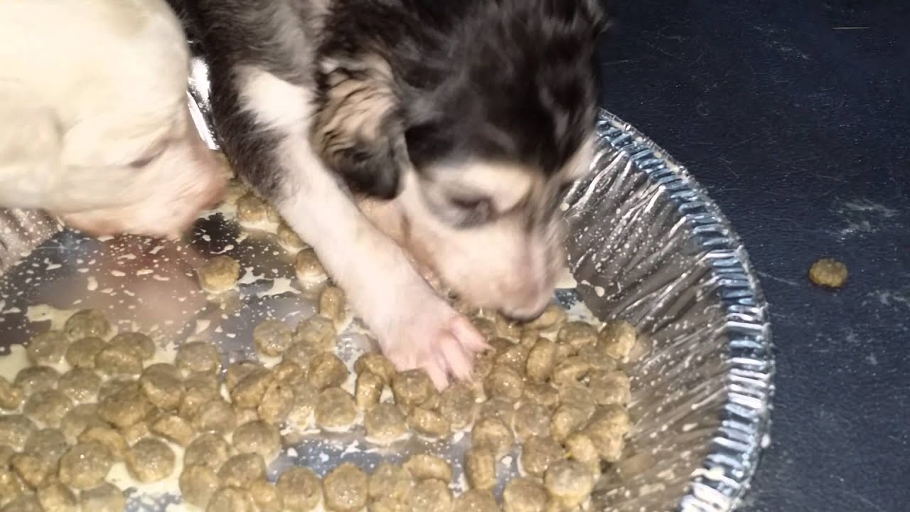 Puppies' first kibble! - YouTube