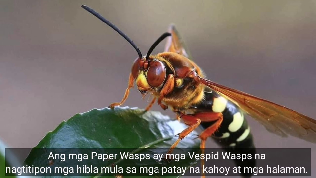 Mga insekto na magkapareho ang Kulay at desinyo pero magkaiba Ng lahi ...