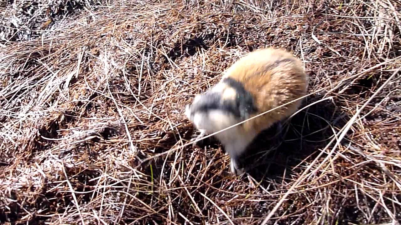 Angry lemming - YouTube