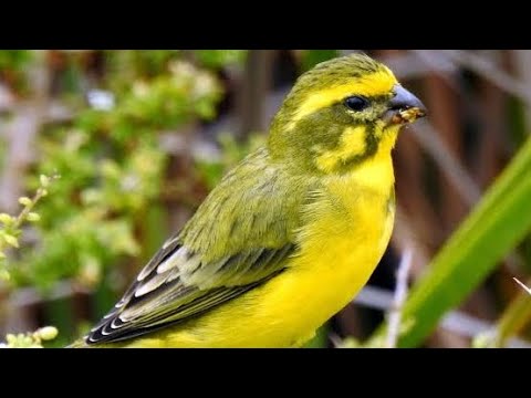 MR Non Stop Able Part 2 | Canary Bird Sound | Canary Singing | Kanari ...