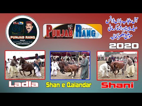 Ladla l Nishan e Qalandar l Shani l Horse Dance l 24 November 2020 l Jakhar Kamalia 4