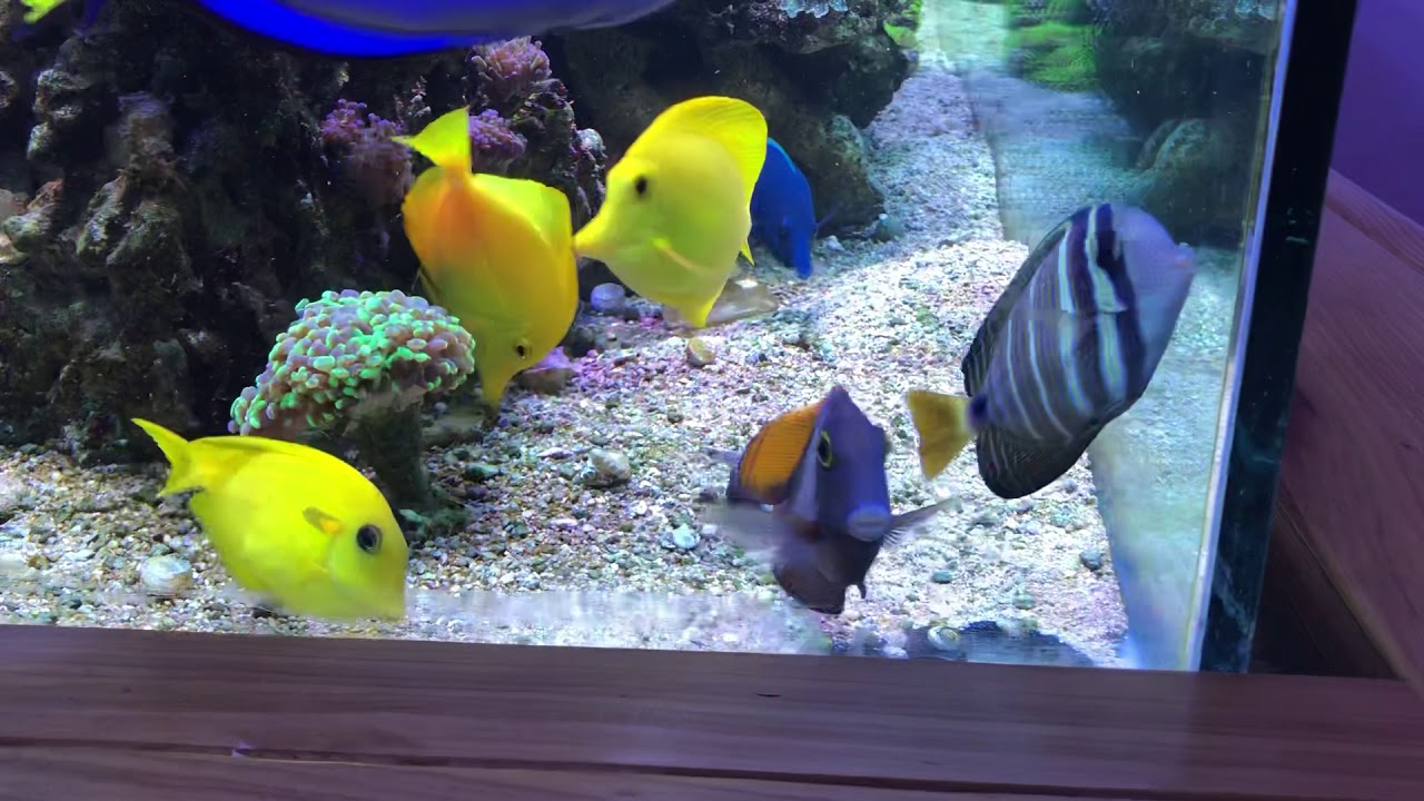 New Fowleri tang. - YouTube