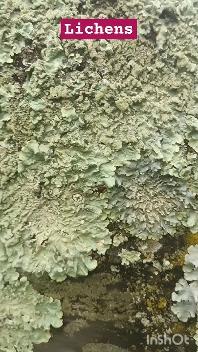 Lichens #shorts #grade7 #science #lichens #symbiosis#plants #nutrition ...