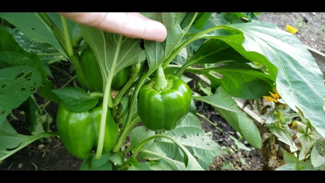 Aug 17, 2019 Garden Update: Big Dipper Peppers & Blue Lake Beans ...