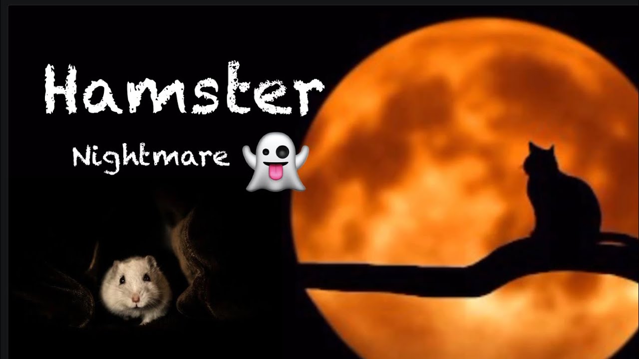 HAMSTER PANDA NIGHT ROUTINE - YouTube