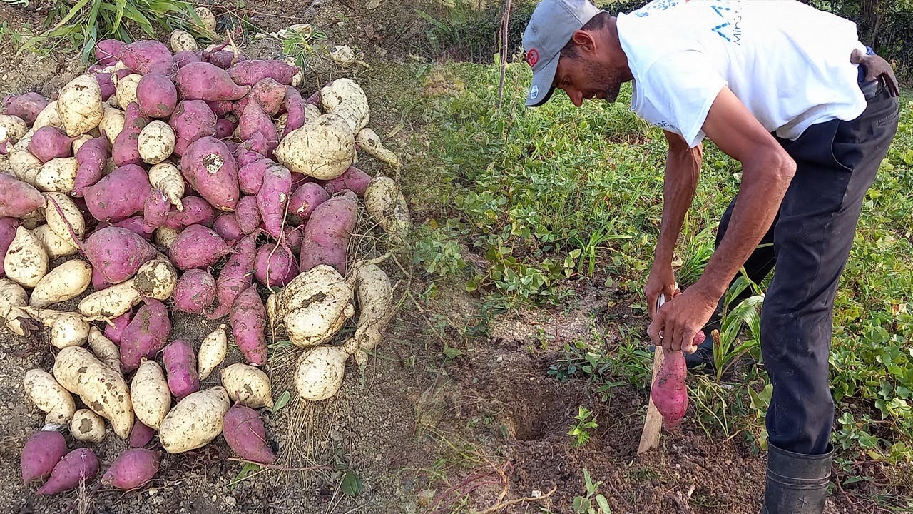 Vamos al conuco de Luis a sacar batata, la vida del campo en republica ...