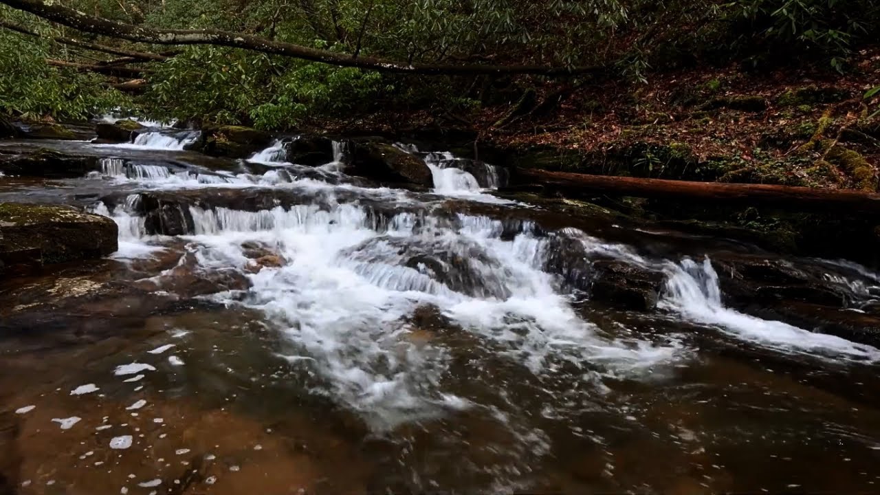 Perfect Forest Sounds for Sleeping and Relaxing - Bird & Nature Sounds ...