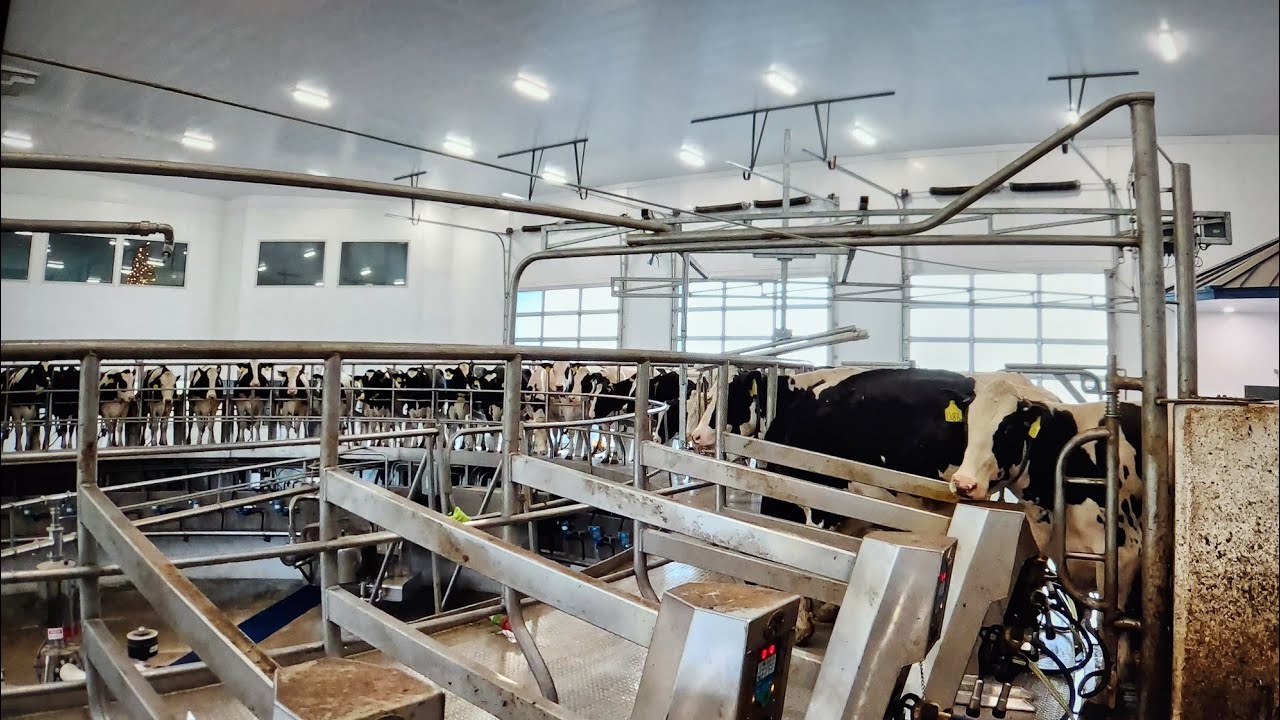 Milking Cows in New Madero 60 Cow Rotary - YouTube