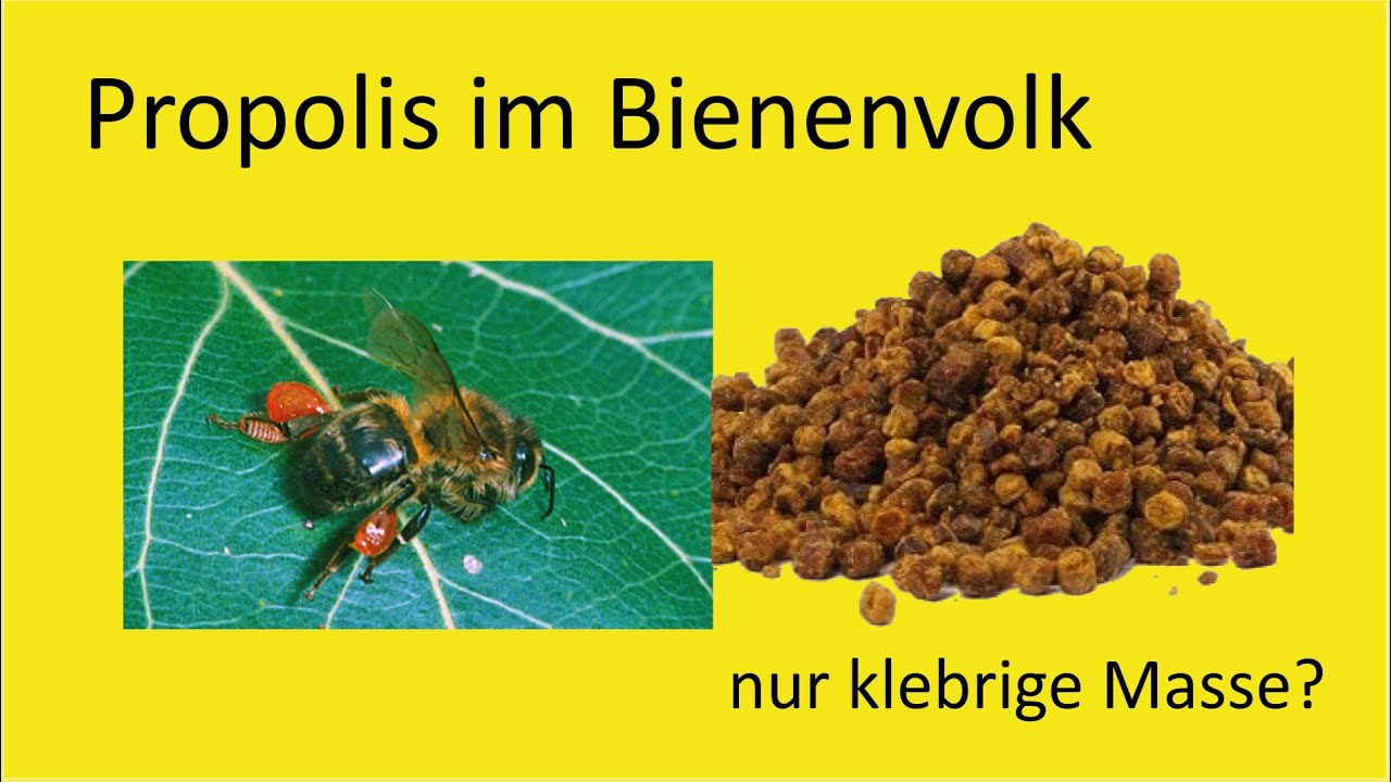 Propolis - Apotheke der Bienen - YouTube