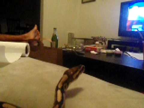 Ball Python Watching TV - YouTube